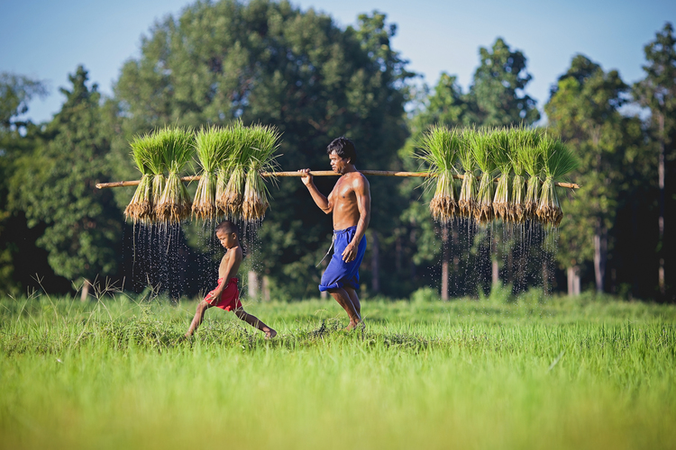 Traditional Thai Rice Farming Experience - Dragon Study Tours