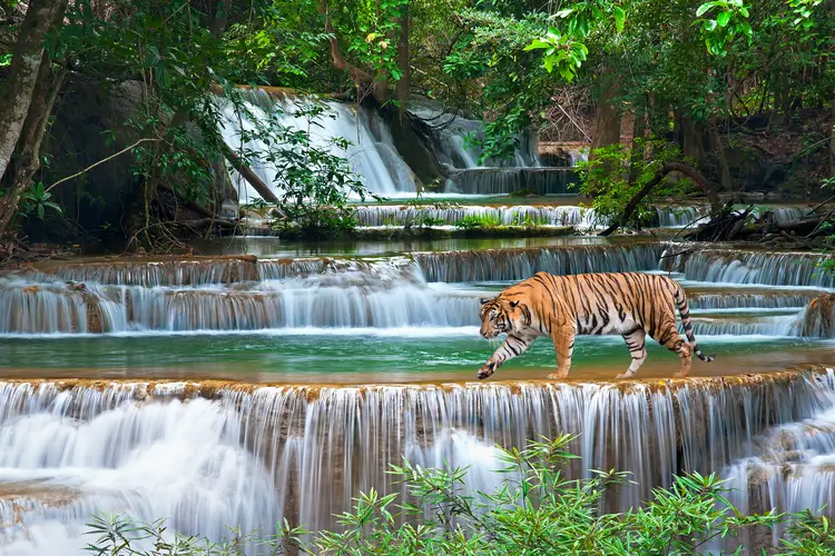 호랑이 재활 및 보호 센터 - Dragon Study Tours