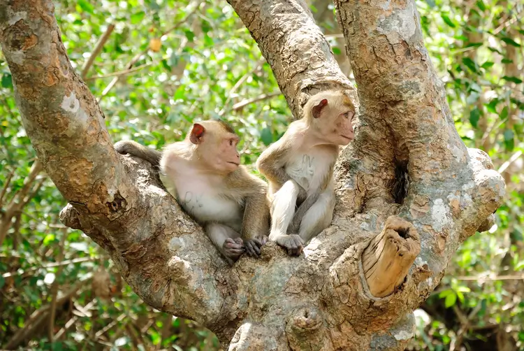 Wat Khao Chong Krachok Monkey Rehabilitation Centre - Dragon Study Tours